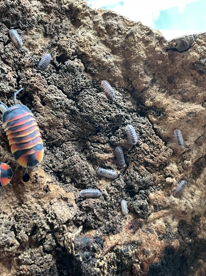 10ct Red Ember Bees Isopod by Succulent Hogs