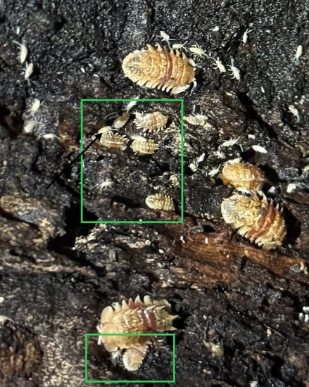 Pseudarmadillo Spinosus Cuban Spiky 5 Count Isopod by Succulent Hogs