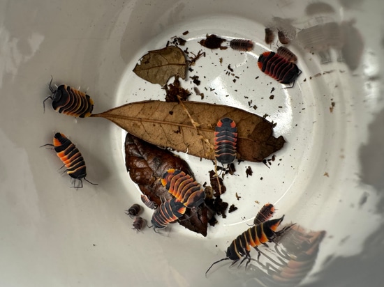 6ct High Color Ember Bees Isopod by Succulent Hogs