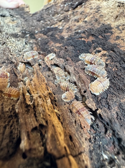 Pseudarmadillo Spinosus Cuban Spiky 5 Count Isopod by Succulent Hogs