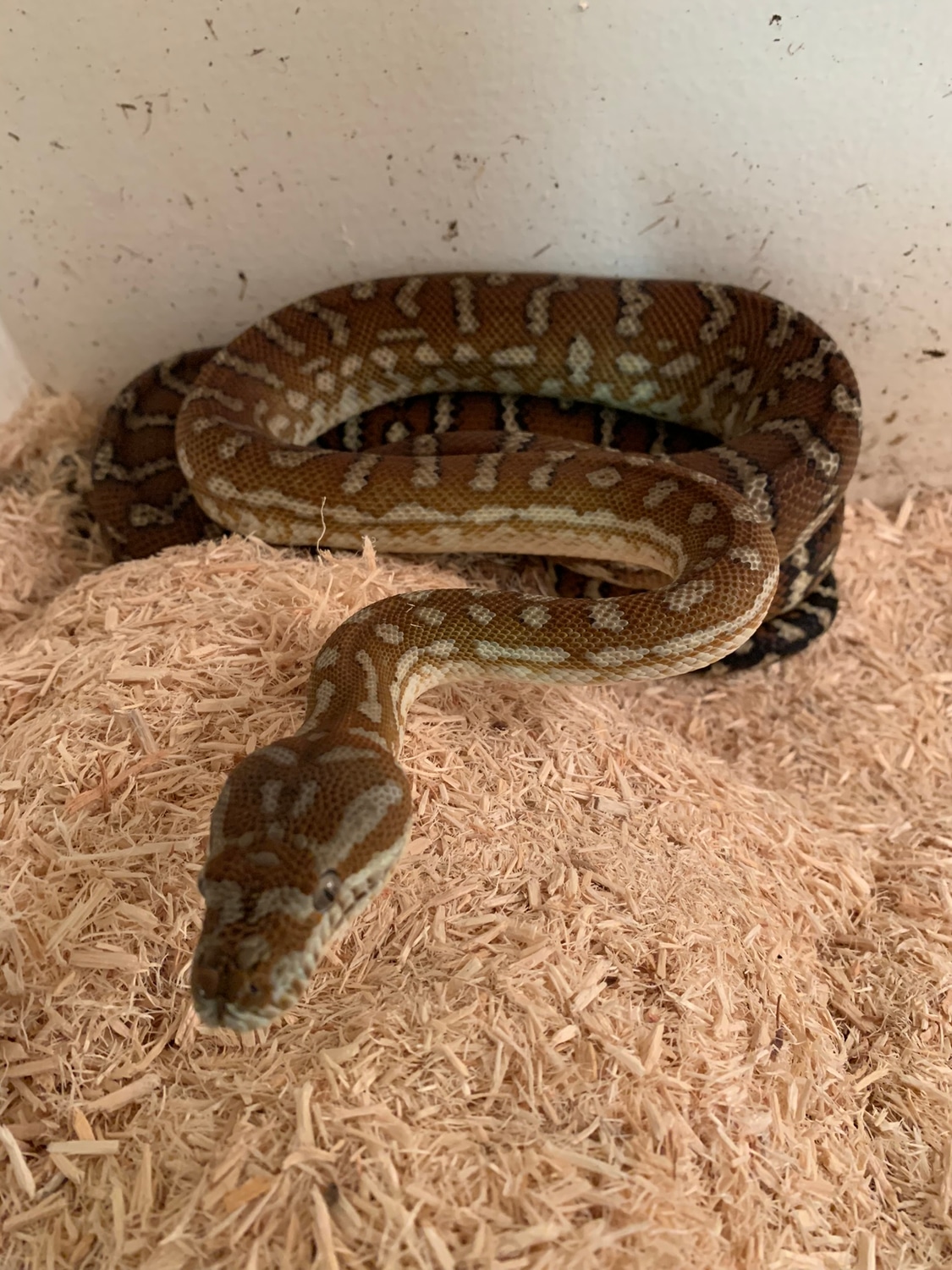 Hypo Bredls Pythons Centralian Carpet Python by Steve Binnig - MorphMarket