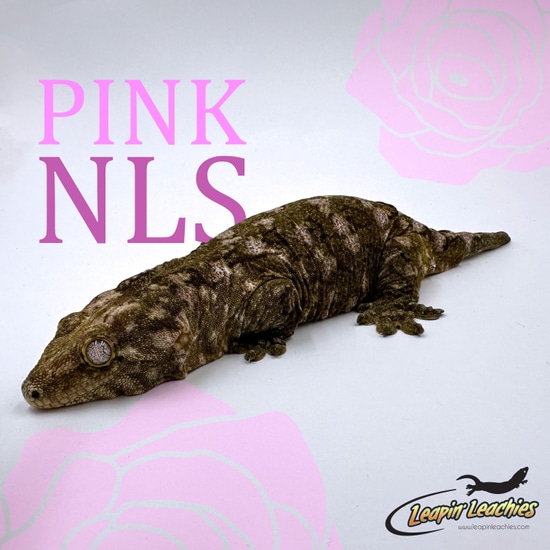 [Sub Adult] NLS PINK♀ - LOW RESERVE! Leachianus Gecko by Leapin' Leachies