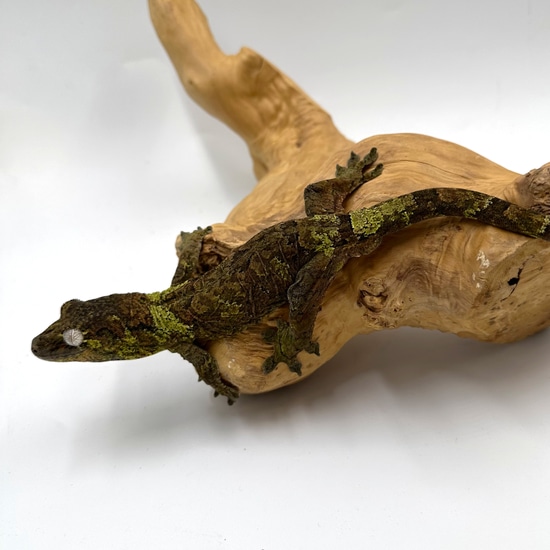 White Collar - Frank Fast Line Pure Pine Island / Adult M Chahoua Gecko ...