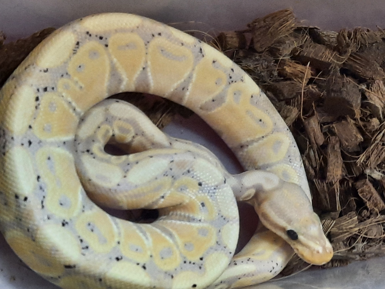 Banana/sable/yellow Belly Ball Python by Southend Scales and Furries ...