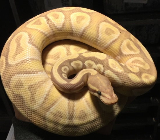 Banana Mojave Ball Python by Tweeked Exotics