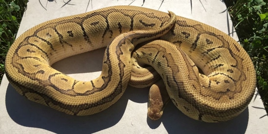 Jigsaw Blast Het Hypo Ball Python by Tweeked Exotics