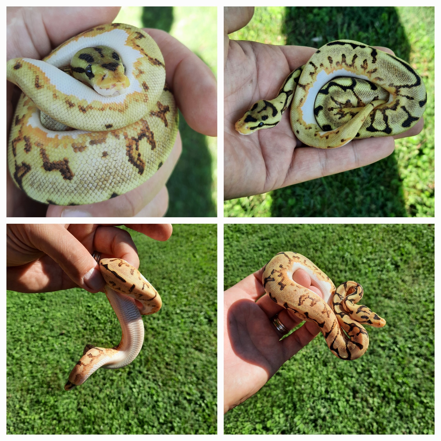 Spider Yellowbelly Fire Pos Orange Dream Pos Het Pied Ball Python by ...