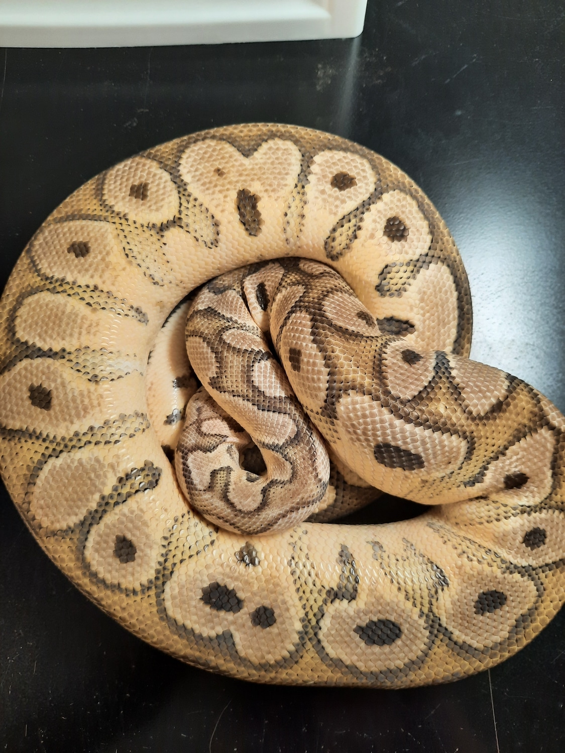 Pastel Clown Ball Python by Blue Line Reptiles - MorphMarket