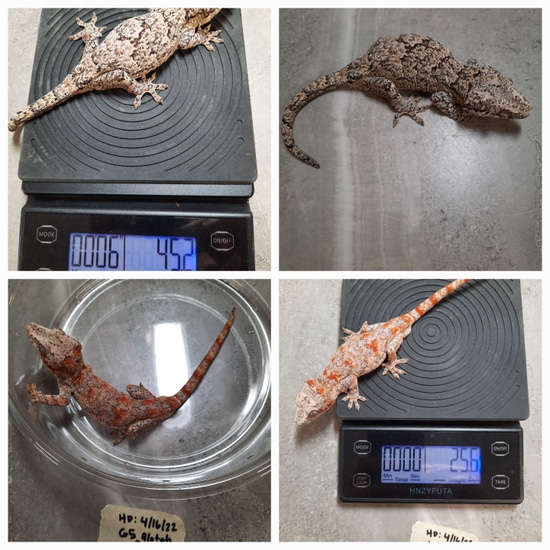 Reticulated Pair Gargoyle Gecko by Blue Line Reptiles