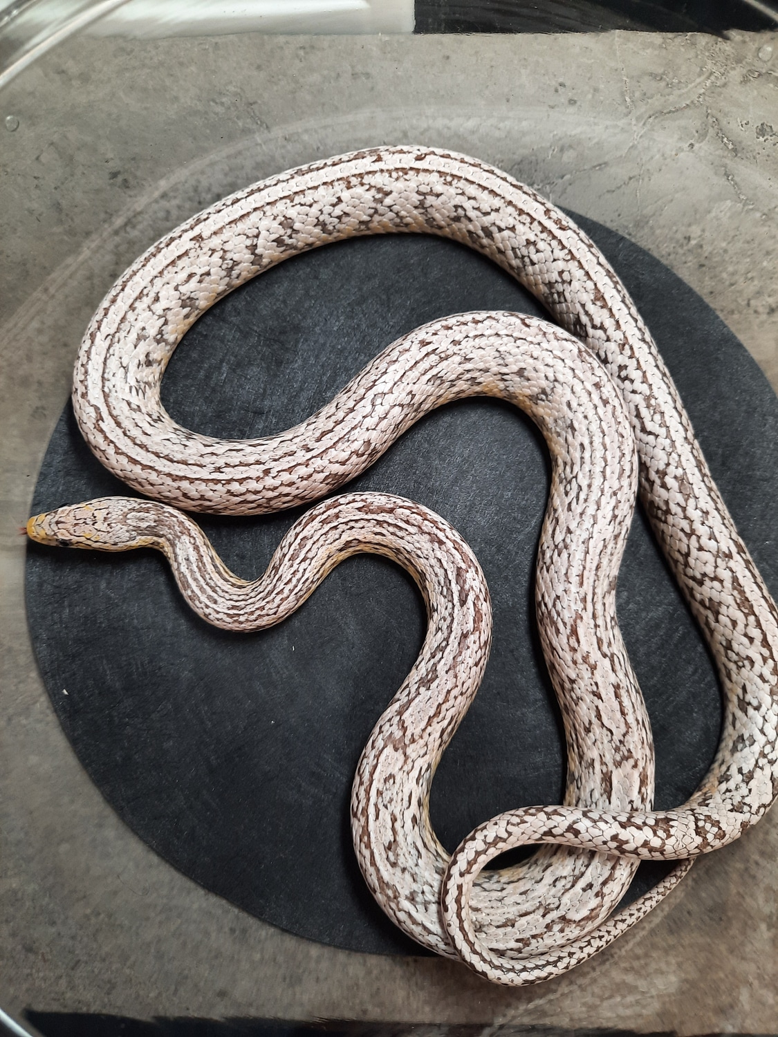 Proven Tessera Ghost Female Corn Snake by Blue Line Reptiles - MorphMarket
