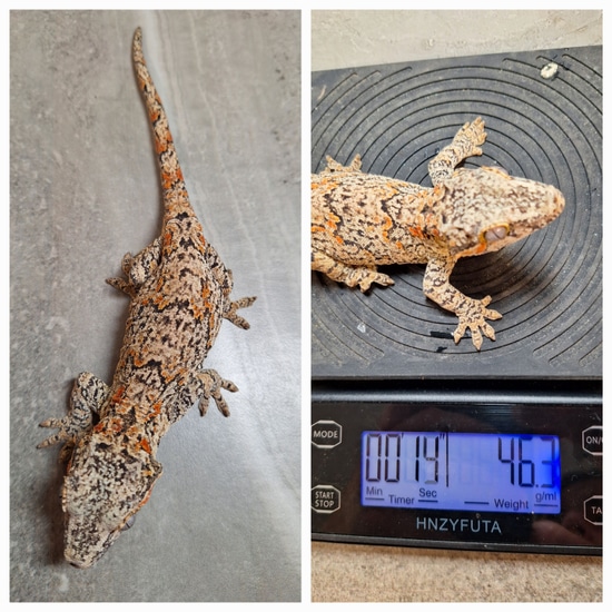 Ready To Breed Red Splotches Female Gargoyle Gecko by Blue Line Reptiles
