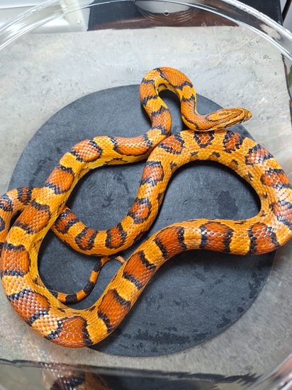 Proven Female Okeetee Corn Snake by Blue Line Reptiles