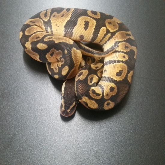 Pastel 50% Het Sunset Ball Python by Steve Michaels Reptiles