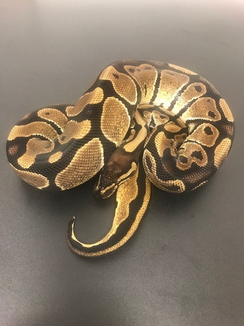 50% Het Sunset Ball Python by Steve Michaels Reptiles - MorphMarket