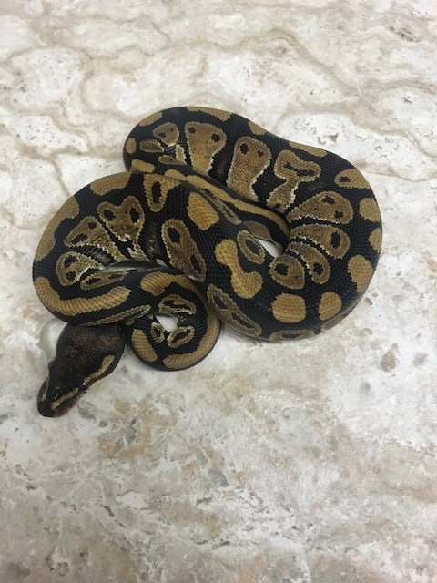 66% Het Sunset Male Ball Python by Steve Michaels Reptiles - MorphMarket