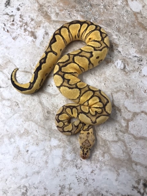Pastel Clown Het Hypo Ball Python by Steve Michaels Reptiles - MorphMarket