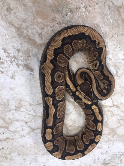 Redstripe 500+grams Ball Python by Steve Michaels Reptiles