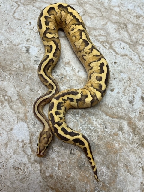 Disco Inferno Het Clown Ball Python by Steve Michaels Reptiles - MorphMarket