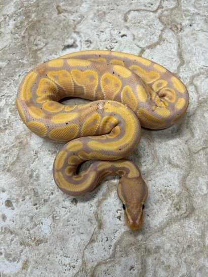 Banana Het Clown Ball Python by Steve Michaels Reptiles