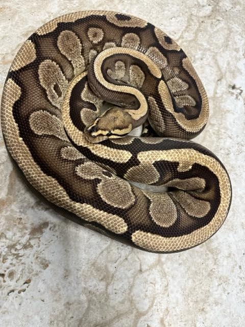 Fire Redstripe Ball Python by Steve Michaels Reptiles - MorphMarket