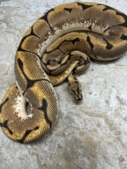 Dreambee Adult Female Ball Python by Steve Michaels Reptiles