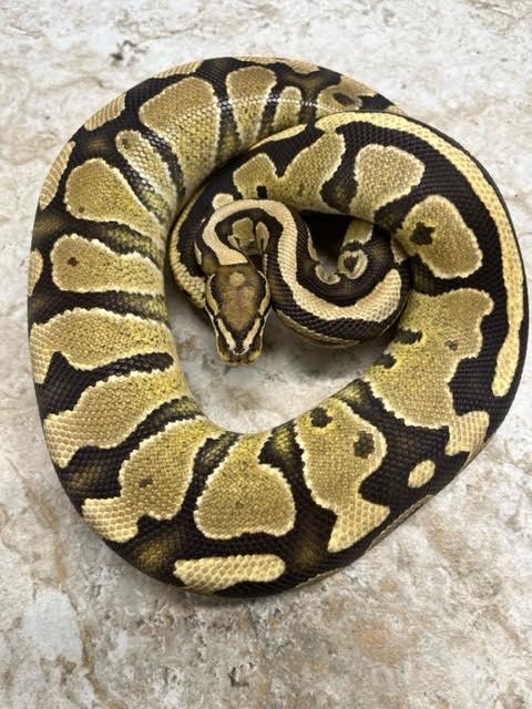 Het Clown Adult Female Ball Python by Steve Michaels Reptiles - MorphMarket