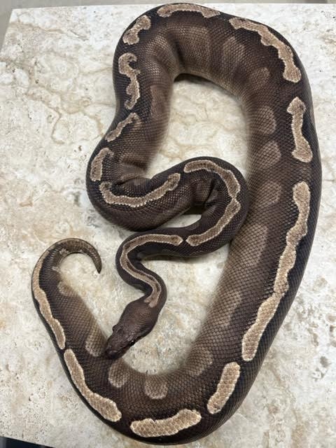 GHI Mojave 1850 Gram Female Ball Python by Steve Michaels Reptiles ...