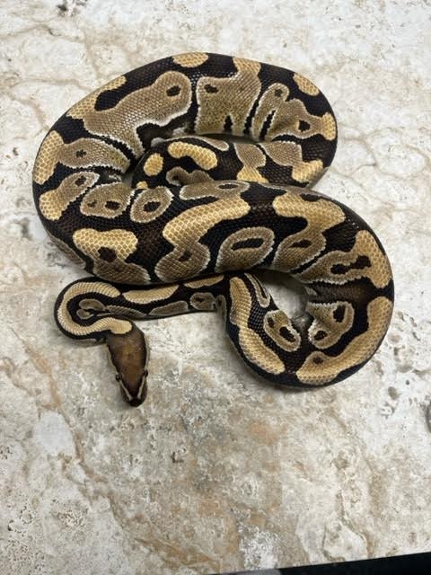 Triple Het Clown Ultramel Hypo Ball Python by Steve Michaels Reptiles ...