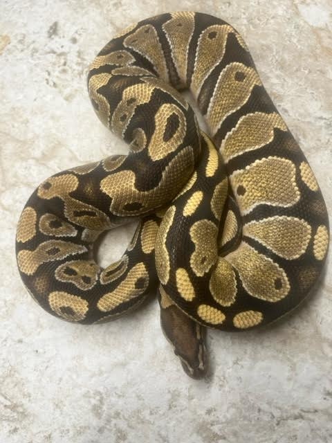 Normal Het Sunset Ball Python by Steve Michaels Reptiles - MorphMarket