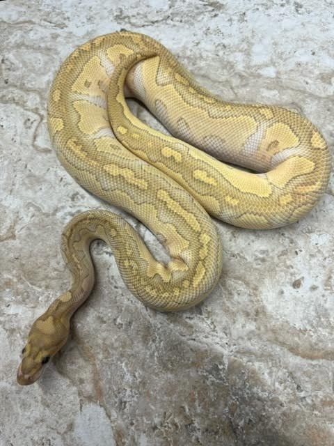 Hypo Lesser Clown Ball Python by Steve Michaels Reptiles - MorphMarket