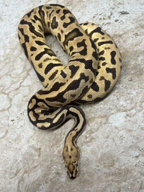 Fire Leopard Spotnose Het Clown Ball Python by Steve Michaels Reptiles ...