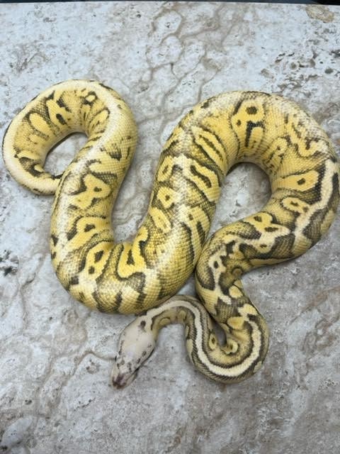 Super Pastel Fire Leopard Spotnose Het Clown Ball Python by Steve ...