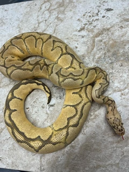 Adult Pastel Clown Het Hypo Ball Python by Steve Michaels Reptiles