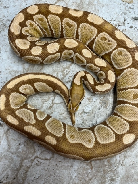 Ultramel 2000+ Grams Ball Python by Steve Michaels Reptiles - MorphMarket