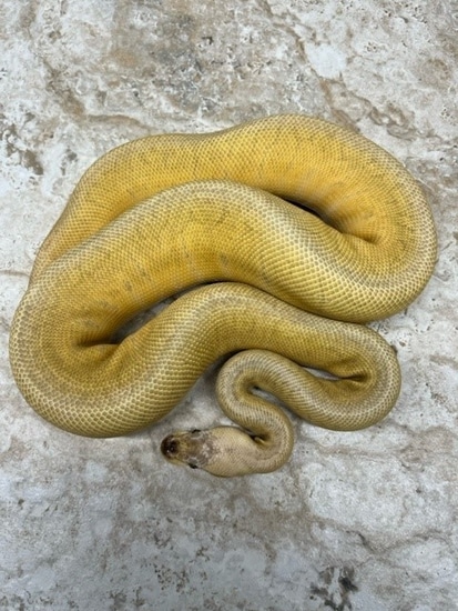 850gram Lemonblast Sunset Ball Python by Steve Michaels Reptiles