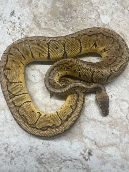 Pinstripe Het Sunset Ball Python by Steve Michaels Reptiles
