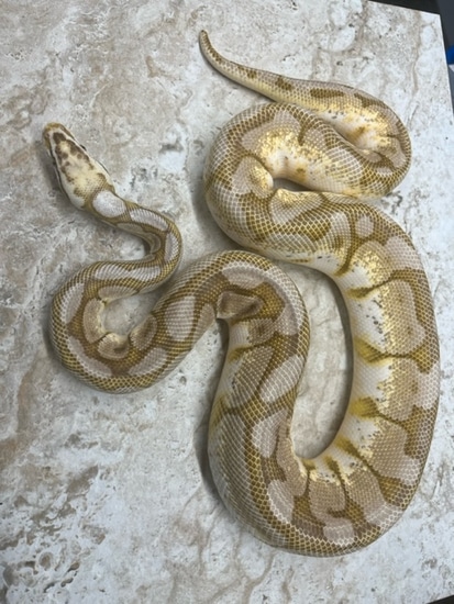 Bamboo Bumble Bee Ball Python by Steve Michaels Reptiles