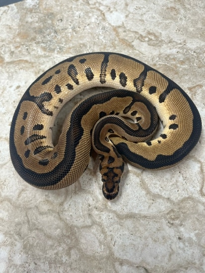 Batman Ball Python by Steve Michaels Reptiles