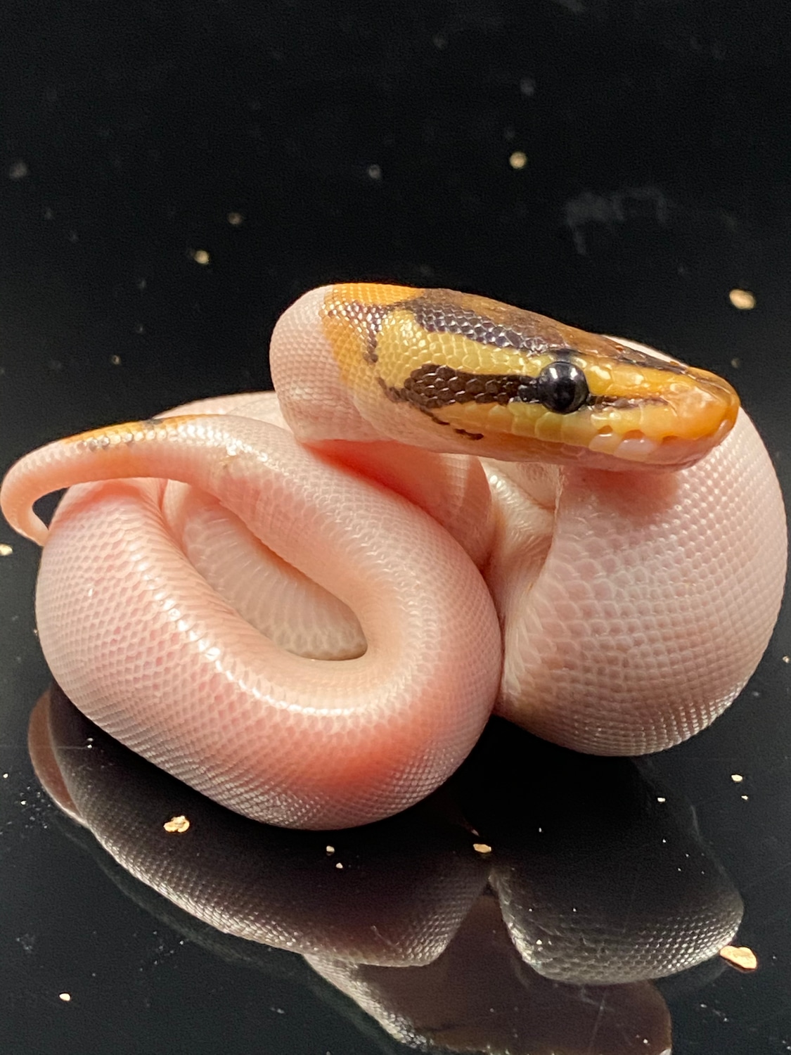 Lucifer, Pied Ball Python by Morph logical - MorphMarket