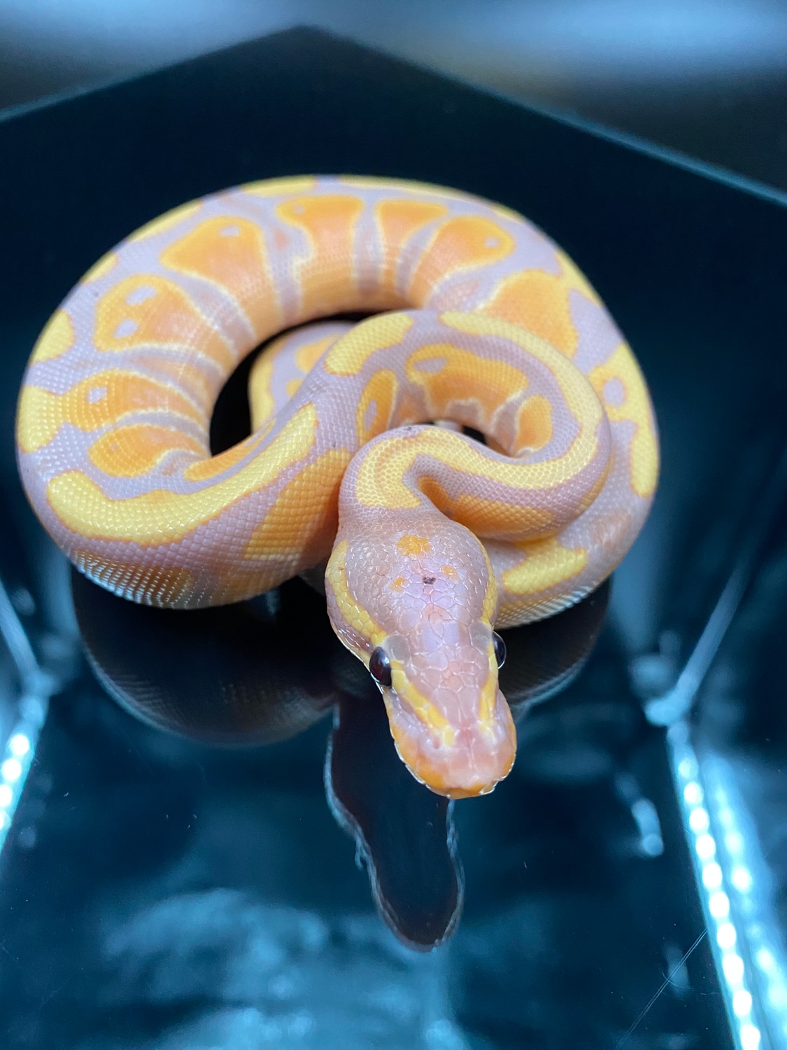 Banana Lucifer 100% Het Pied Ball Python by Morph logical - MorphMarket