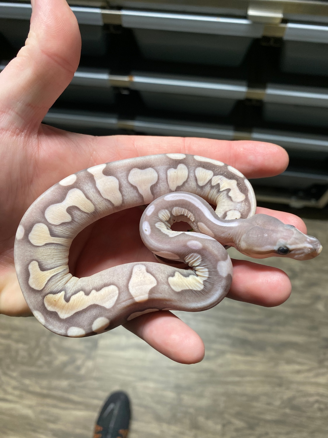 Scaleless Cinnamon, Mojave Poss Hypo Ball Python by Morph logical ...
