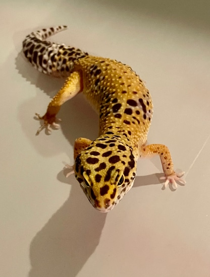 High Yellow Leopard Gecko by Bluebeard Exotics