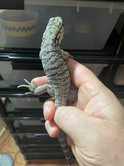 Red Anery Argentine Tegus by Bluebeard Exotics