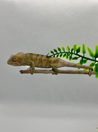 Female Panther Chameleon F4 YBBB by Chameleon Dad