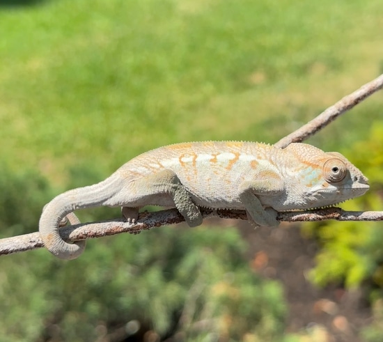 Female Panther Chameleon F4 by Chameleon Dad