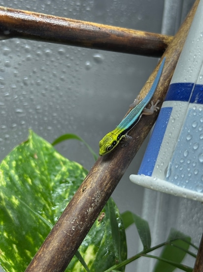 Neon Day Gecko Phelsuma Klemmeri by Chameleon Dad
