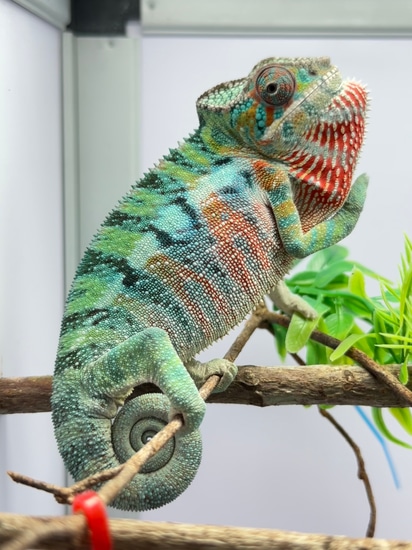 Red Body Blue Bar Panther Chameleon by Chameleon Dad
