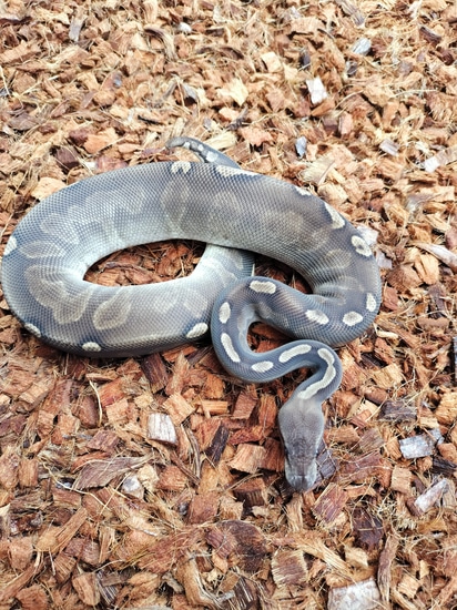 GHI Leopard Cinnamon Ball Python by New Vision Constriction