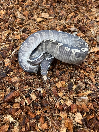 GHI Mojave HRA Ball Python by New Vision Constriction