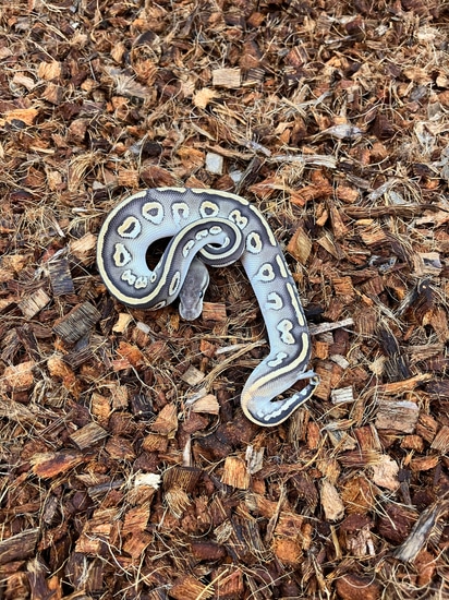 Cinnamon Mojave Calico 66% Het Clown Ball Python by New Vision Constriction